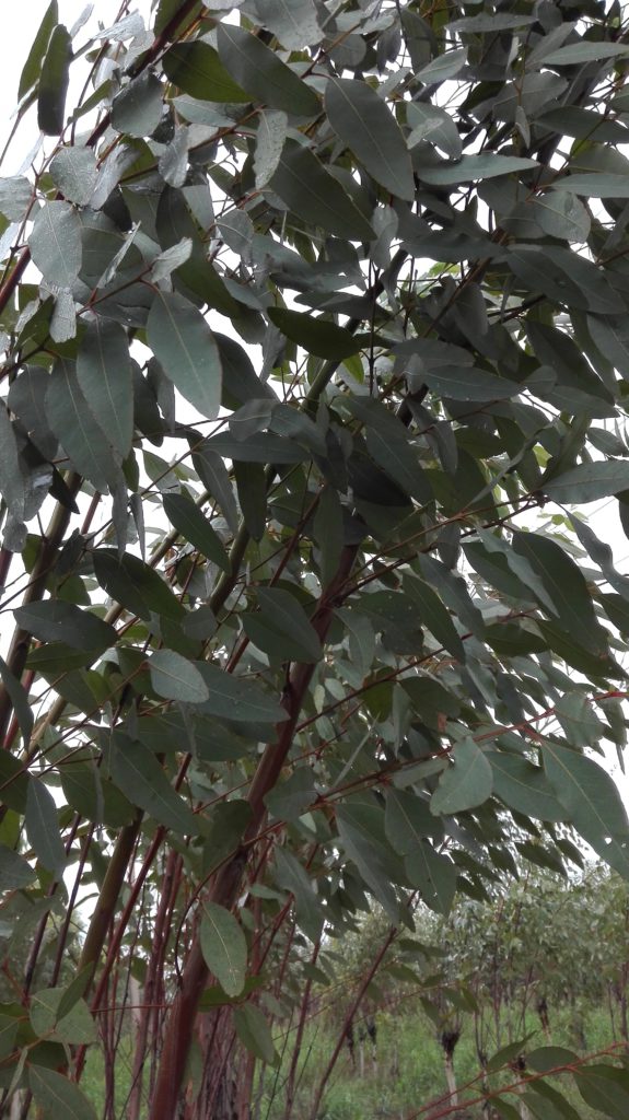 Eucalyptus - Vossen & Co